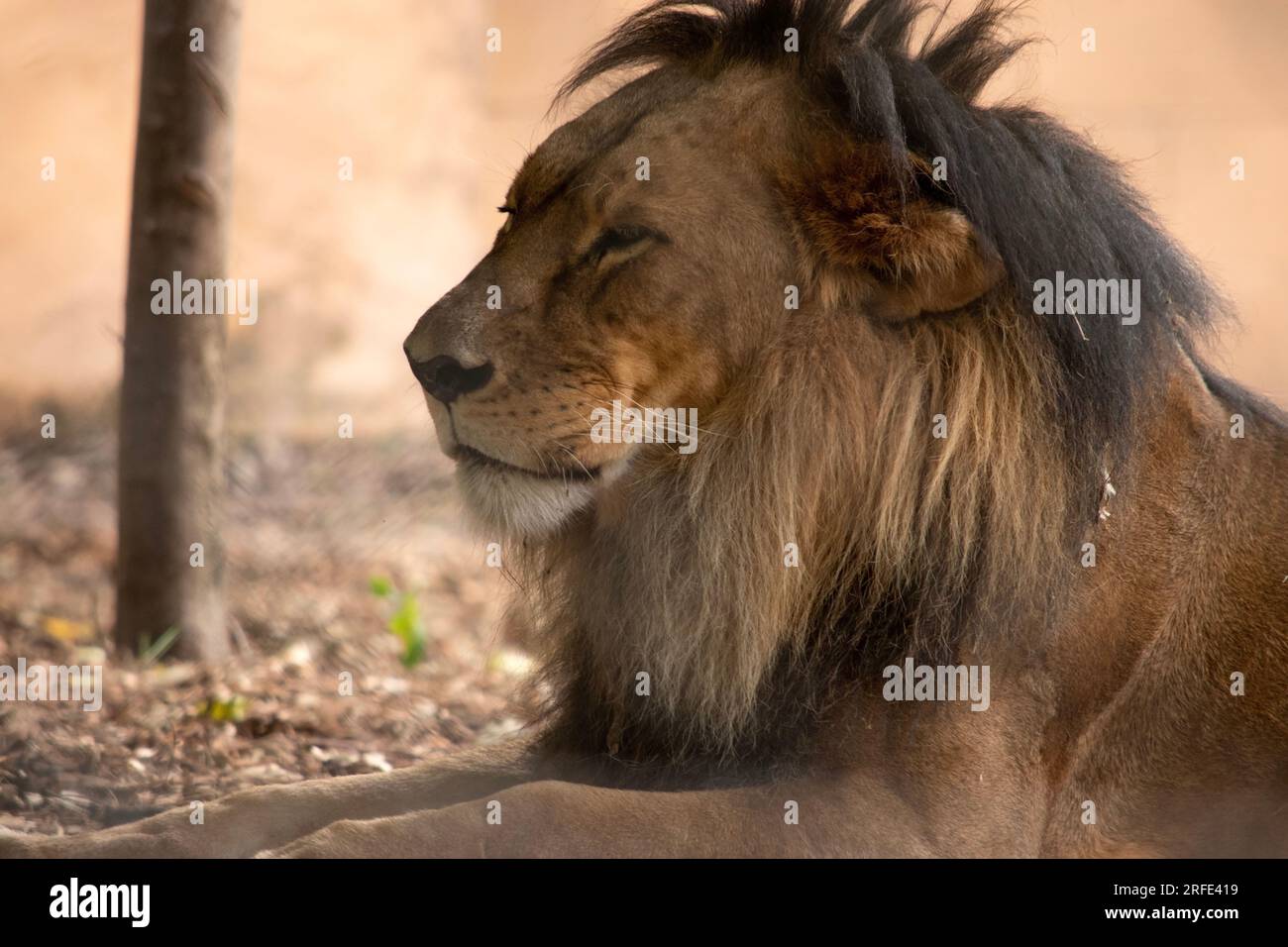 Lions have strong, compact bodies and powerful forelegs, teeth and jaws ...
