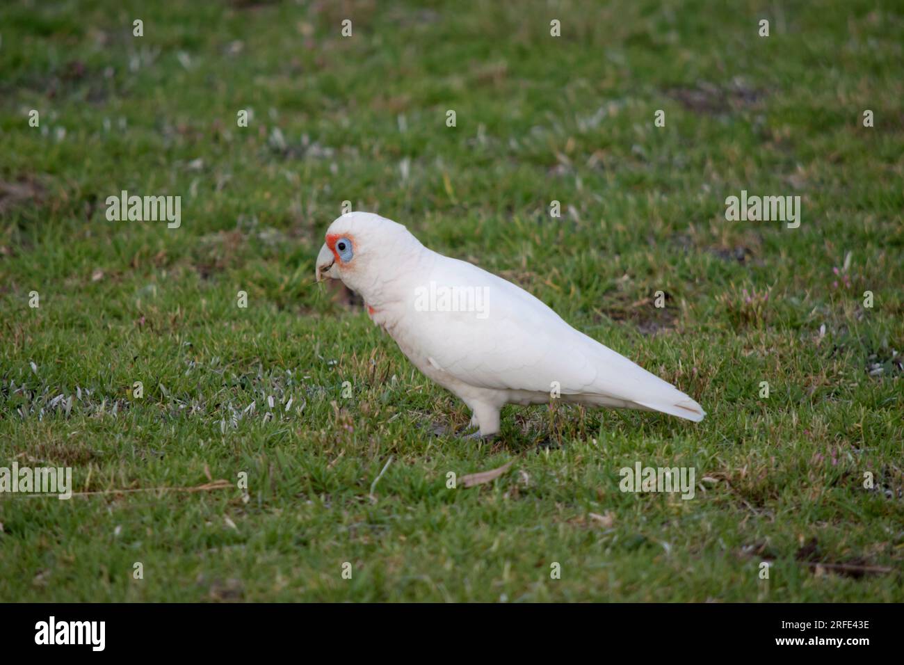 the long billed corella is an all white bird with red on the face and ...