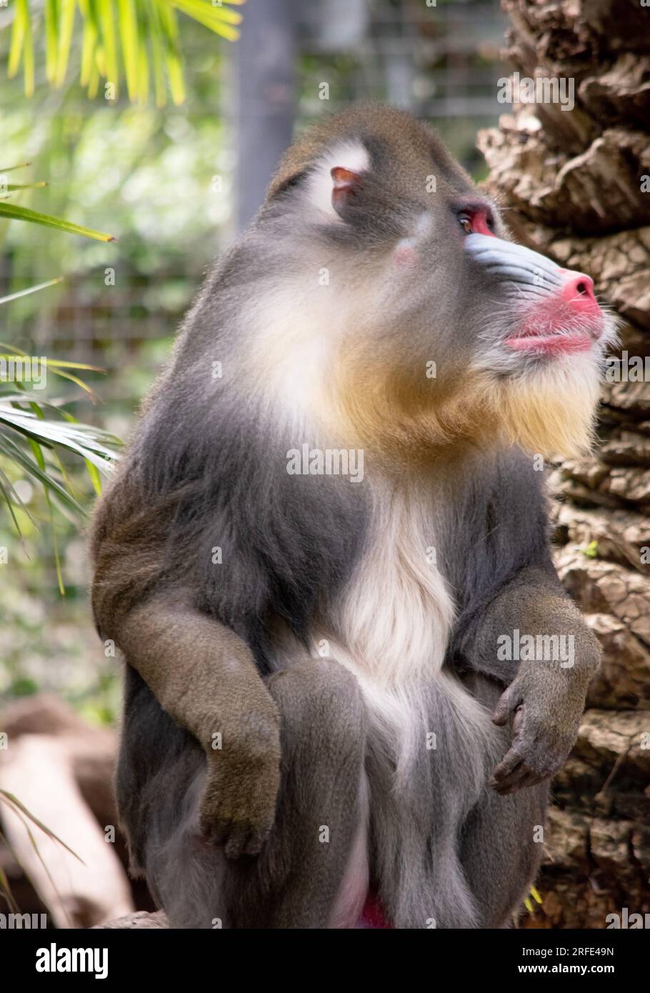 the mandrill has thick ridges along the nose that are purple and blue ...