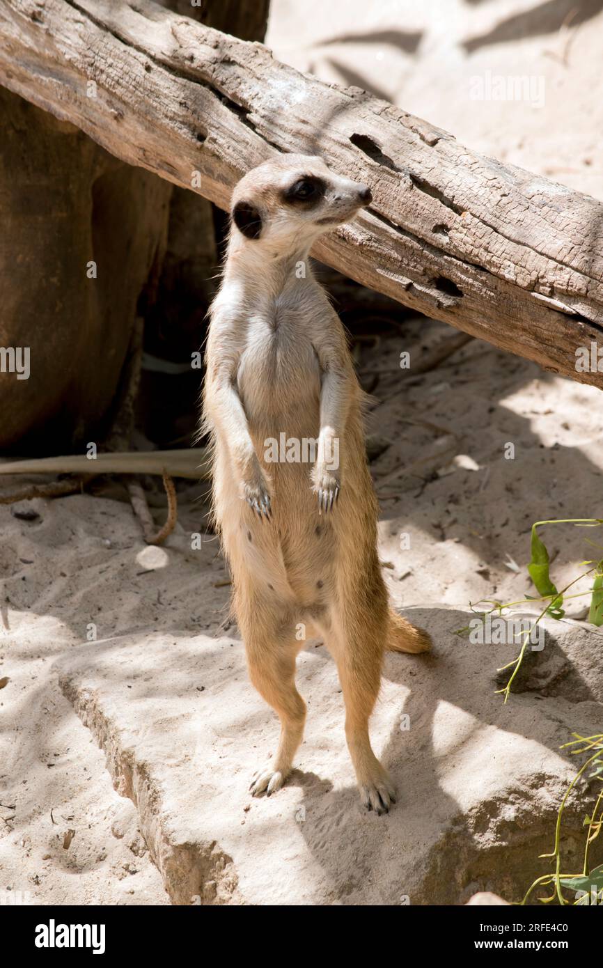 the meerkat is standing guard to protect his tribe Stock Photo - Alamy