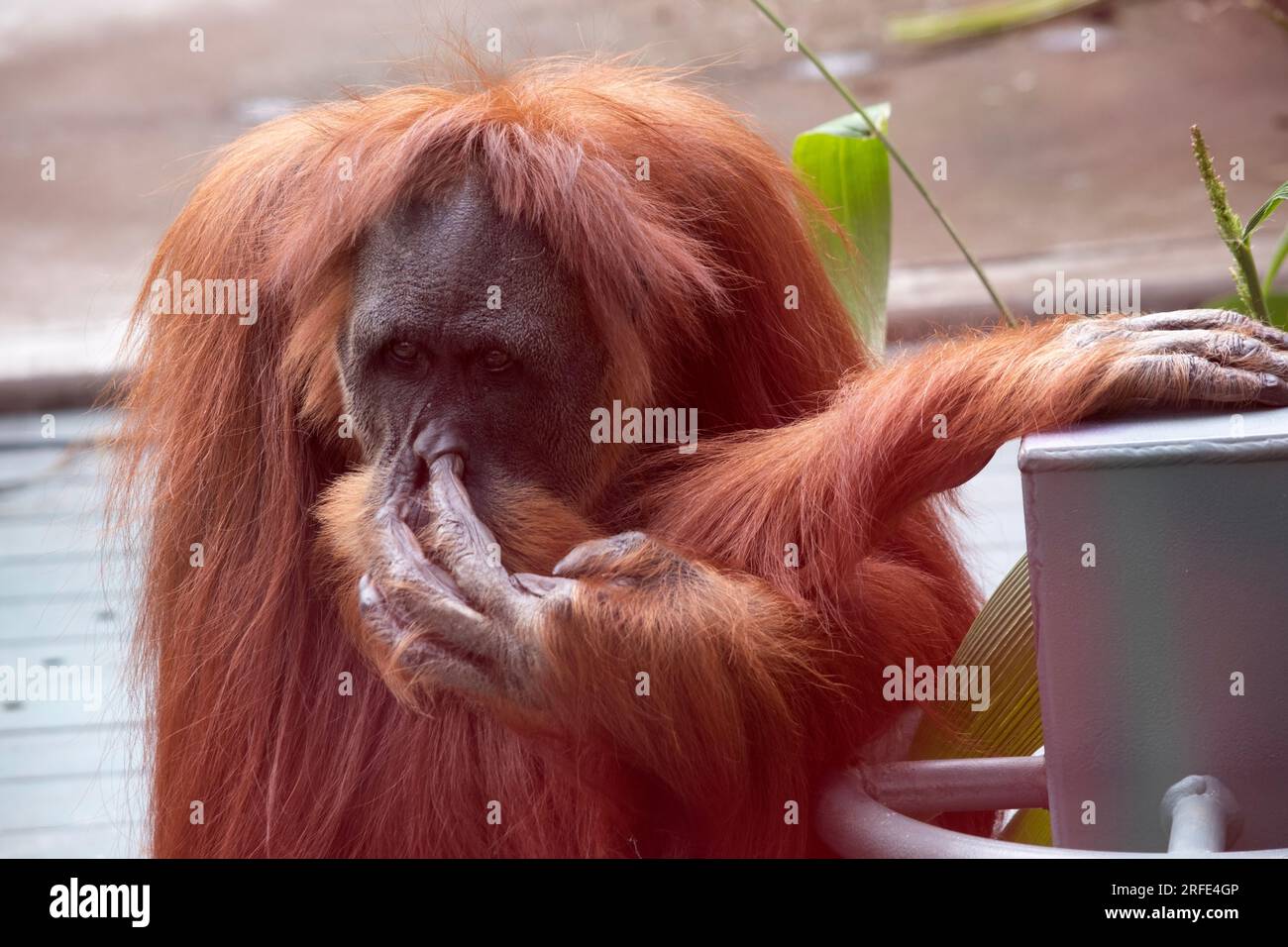 Orangutan feet hi-res stock photography and images - Alamy