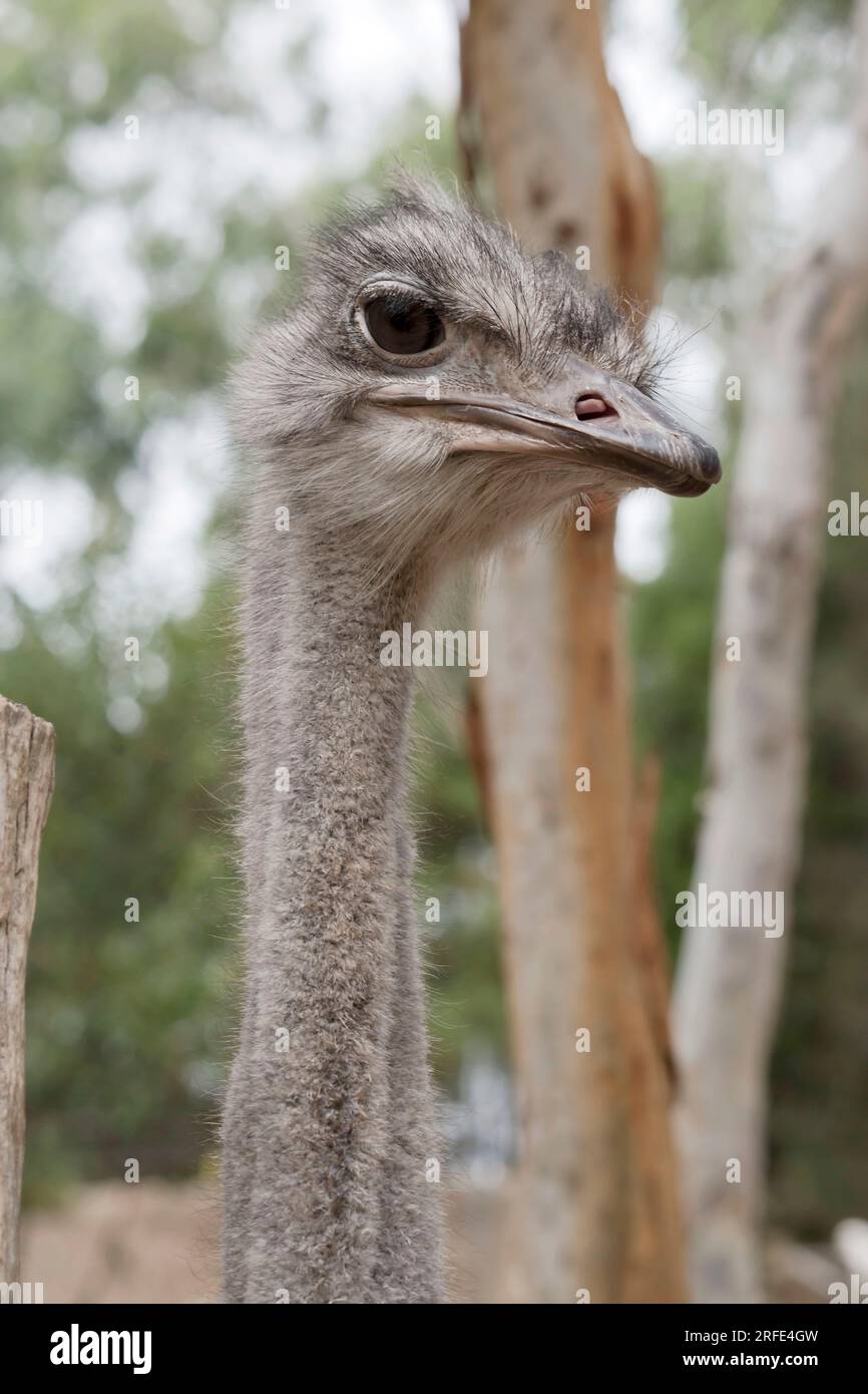 The ostrich is the largest and heaviest living bird in the world they ...