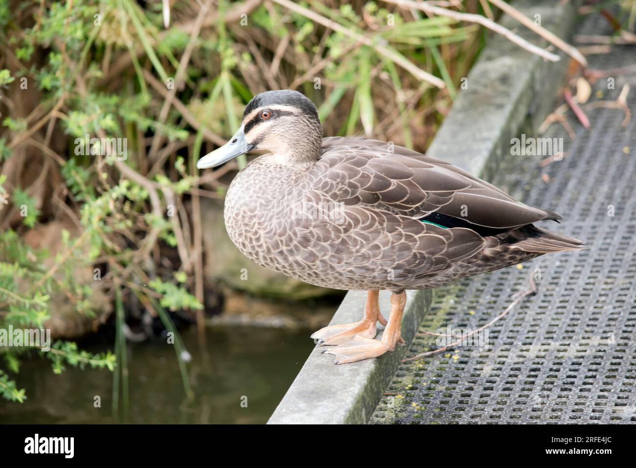 Grey body duck hi-res stock photography and images - Alamy