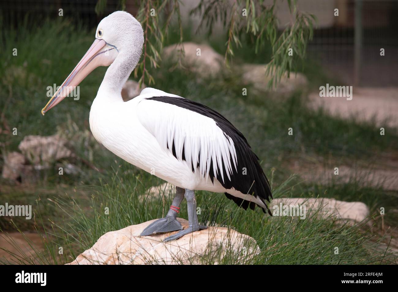 Australian pelicans are one of the largest flying birds. They have a ...