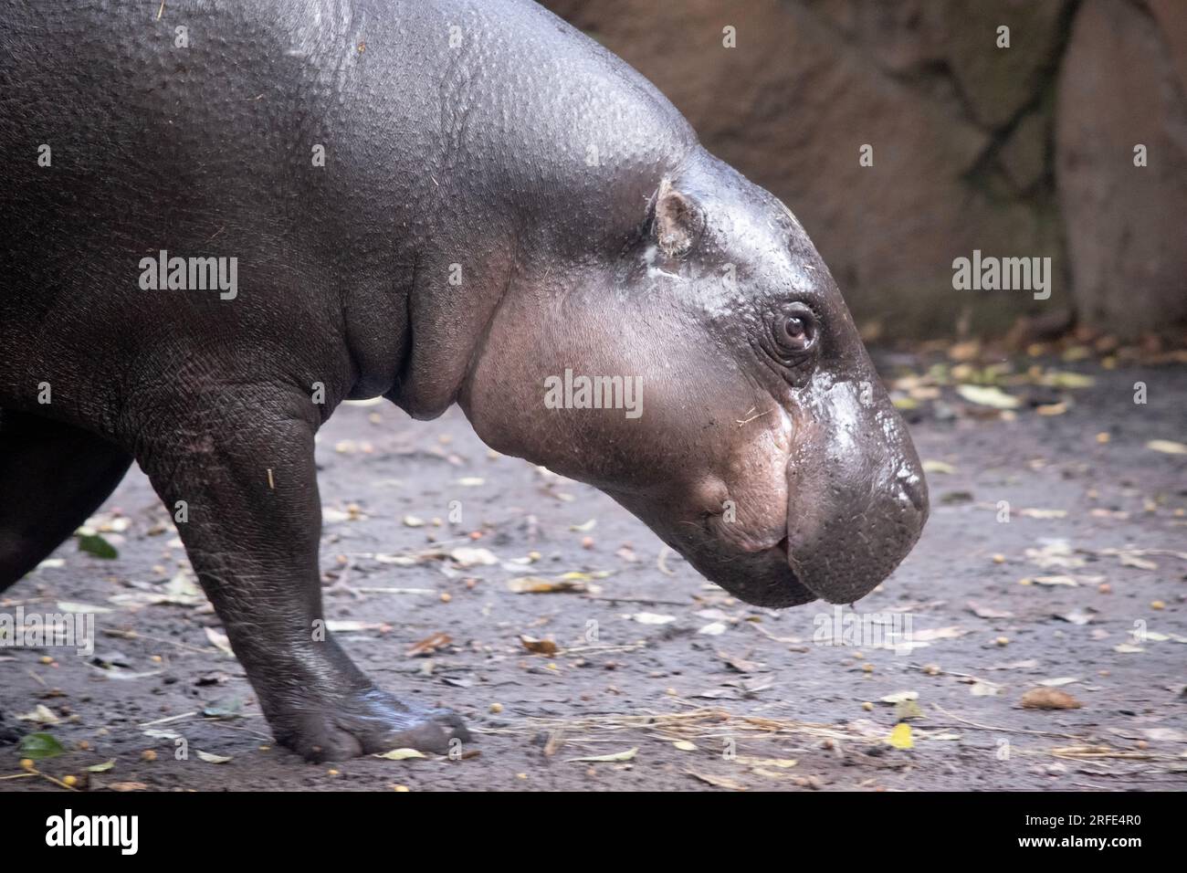the pygmy hippo looks like a small version of a hippo Stock Photo - Alamy