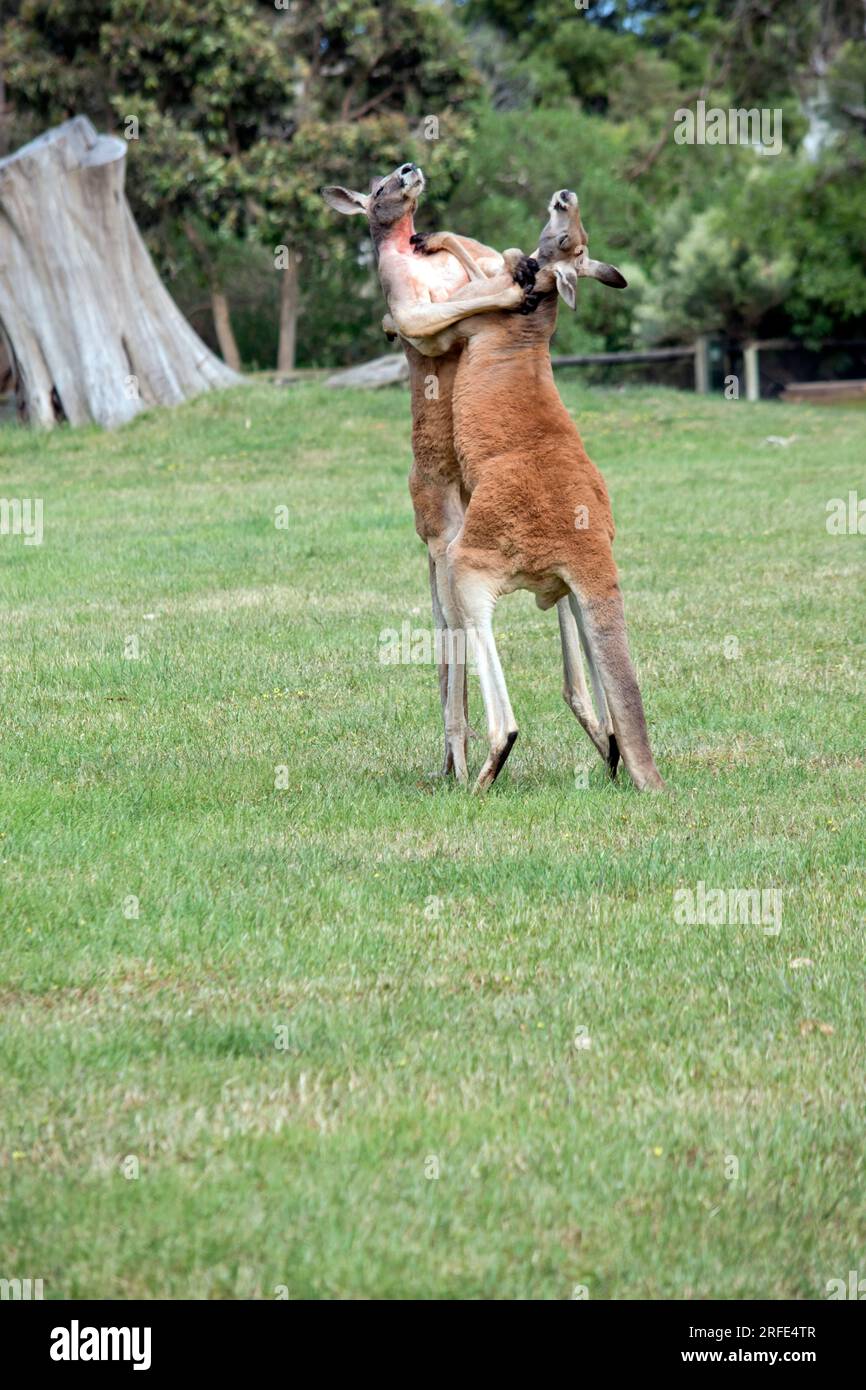 Kangaroos fighting hi-res stock photography and images - Alamy