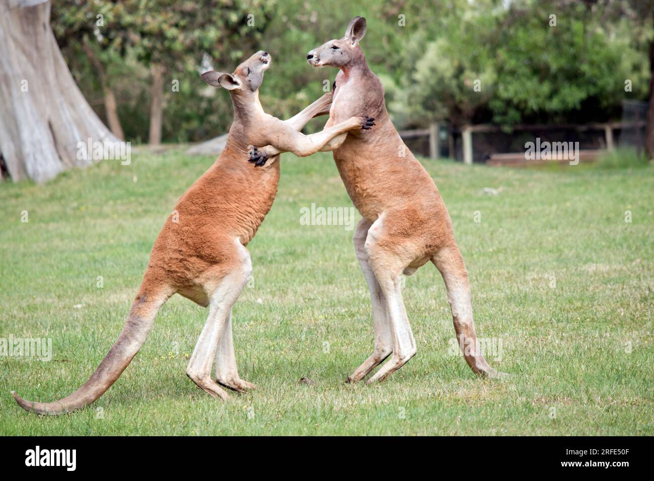 the two male red kangaroos are fighting for the dominant position in ...