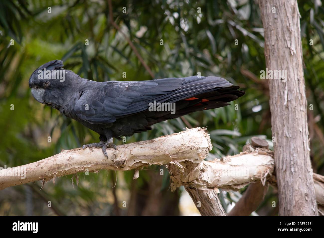 Male Red-tailed Black Cockatoos are black with two vibrant red stripes ...