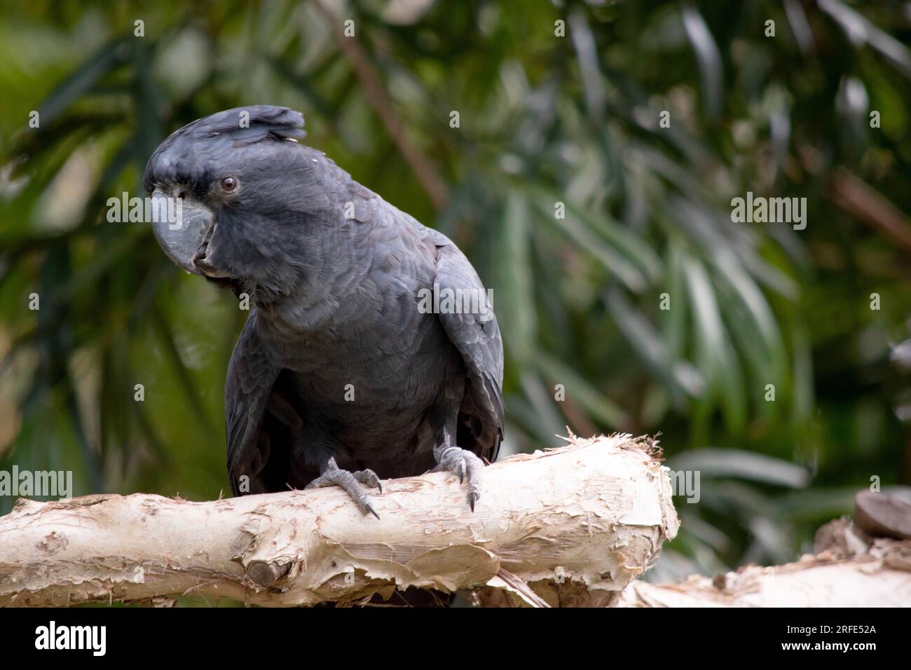Red Tailed Black Cockatoo Palm