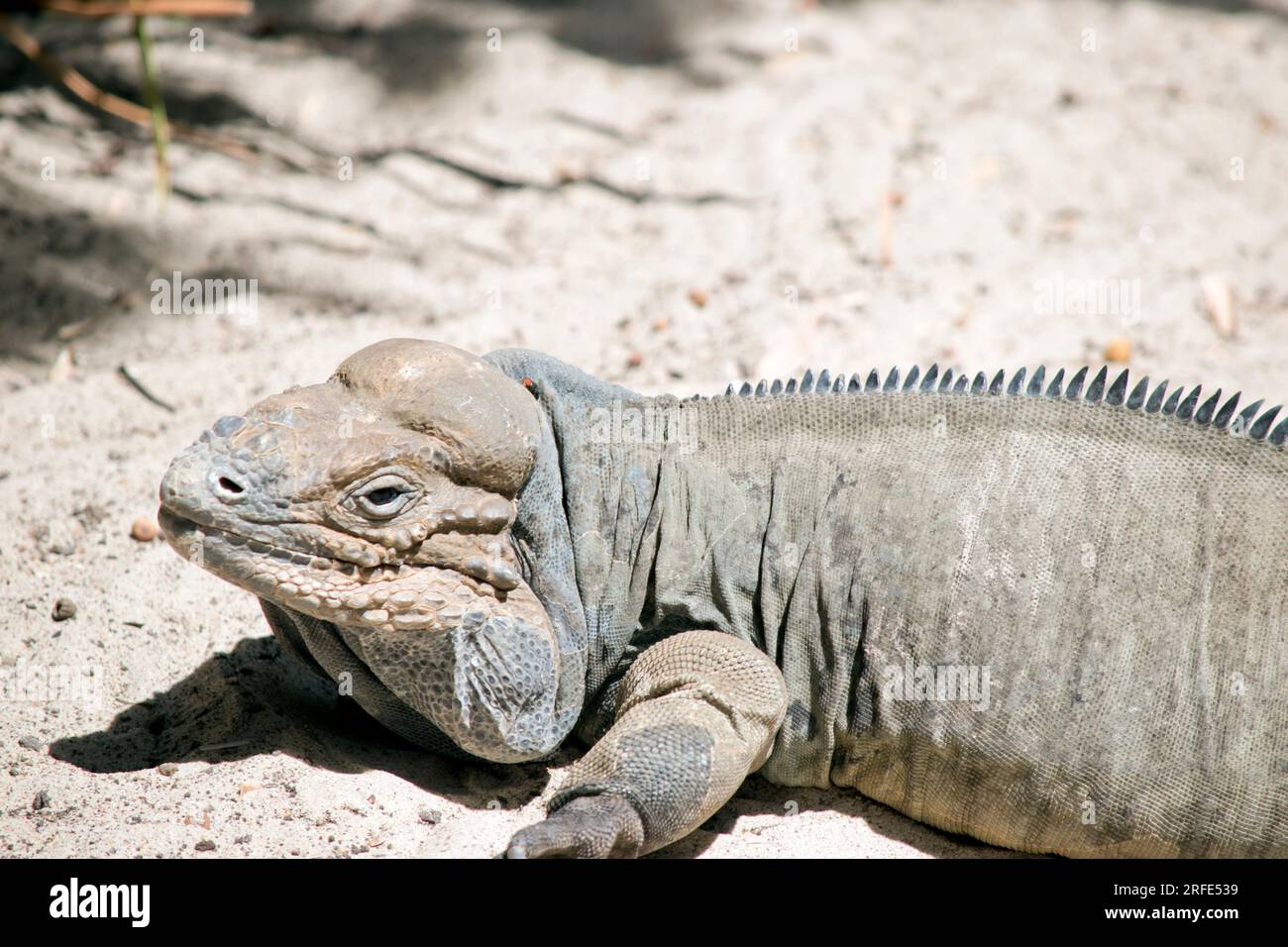 Big body hi-res stock photography and images - Alamy