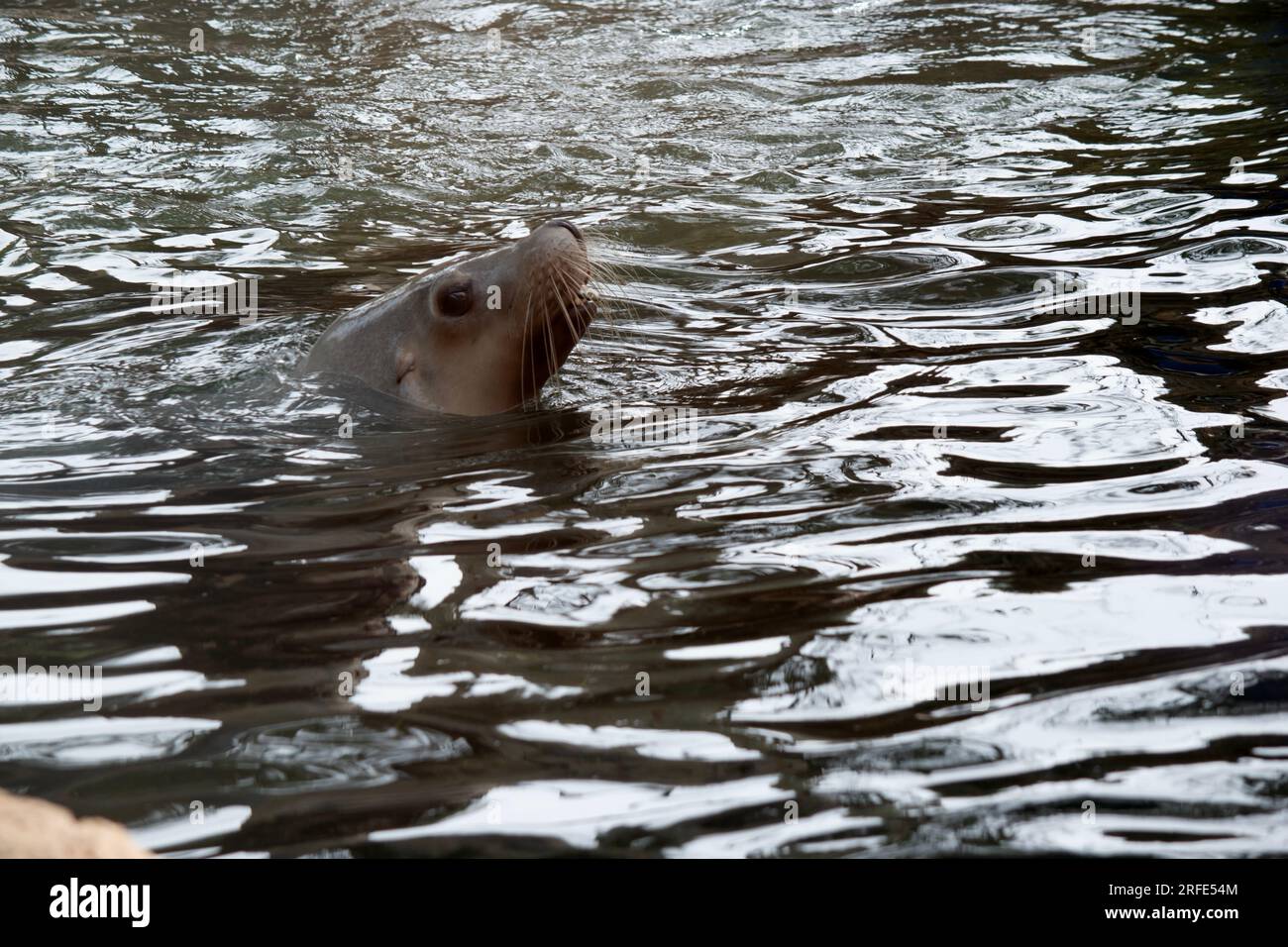 Sea lions are characterized by external ear flaps, long fore flippers ...