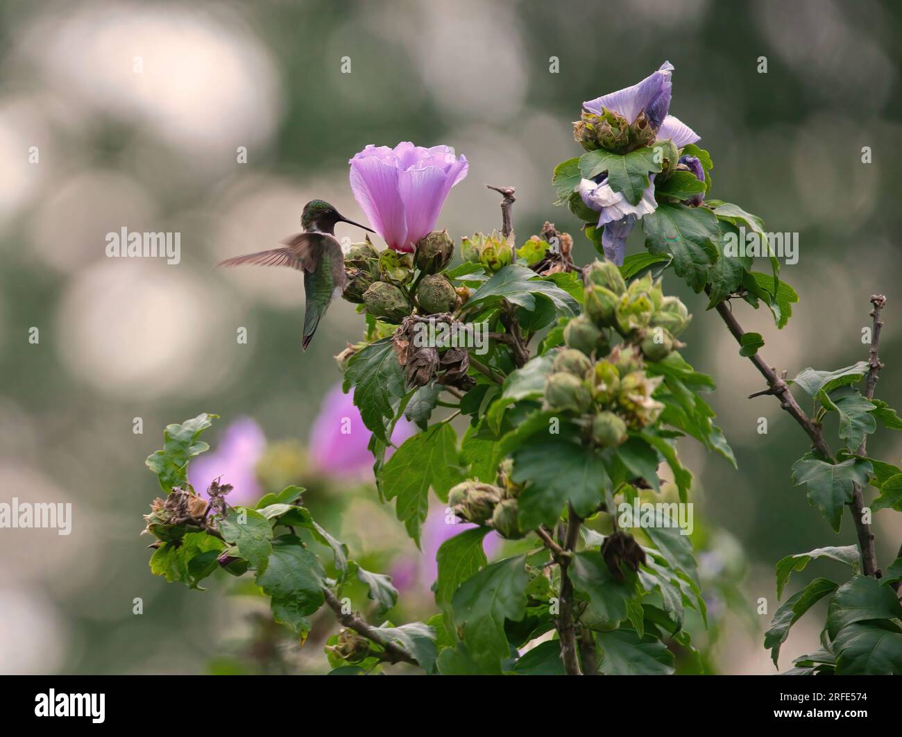 Ruby-Throated Hummingbird Finds Nectar from Hibiscus Flowers Stock ...