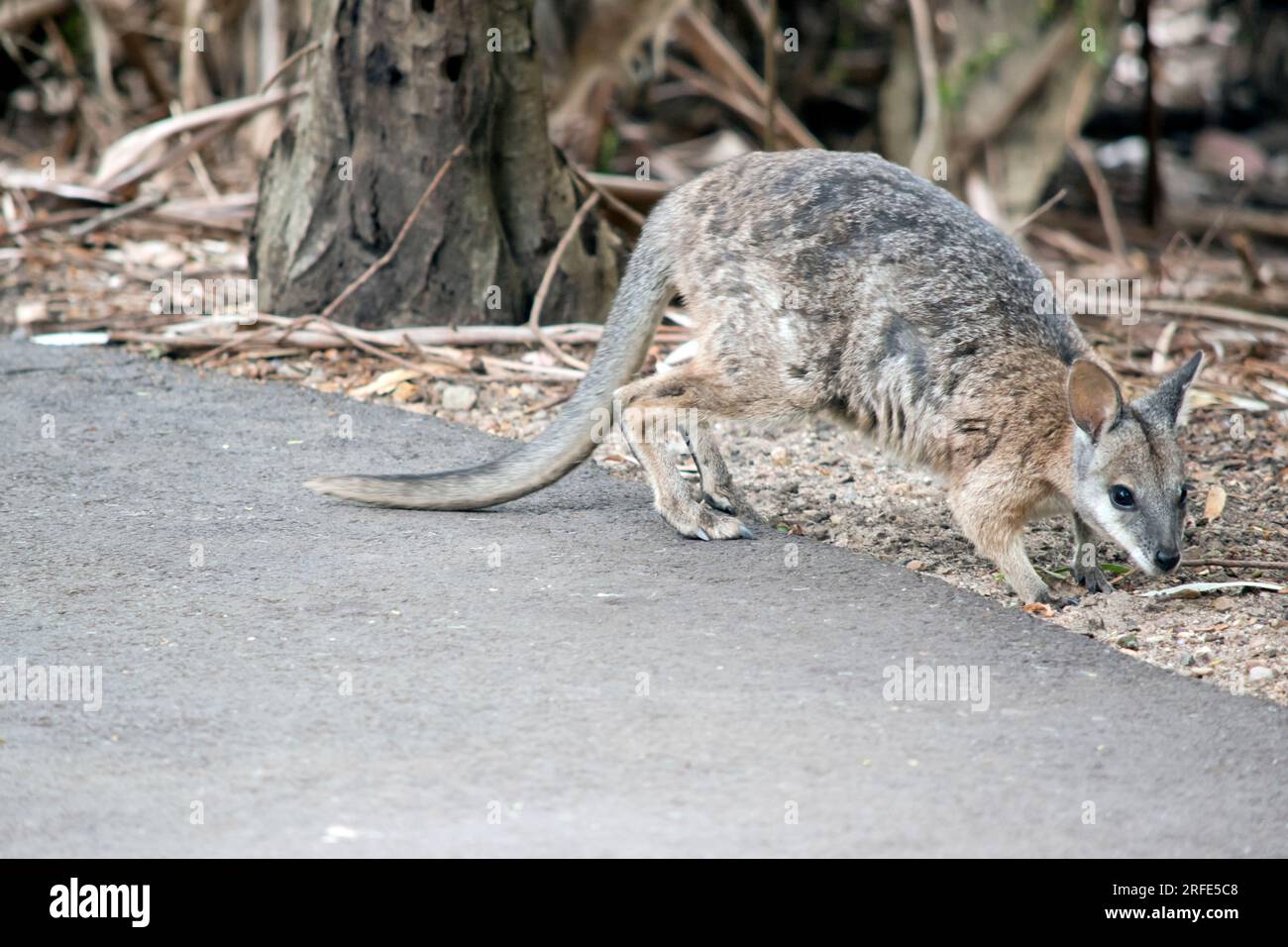 the tammar wallaby is a small wallaby with white chin stripes and is ...