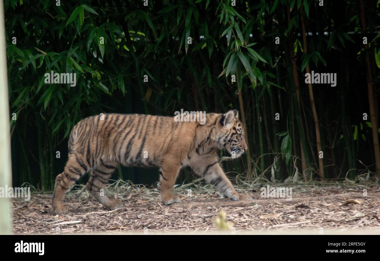 At four months of age tiger cubs are about the size of a medium-sized ...