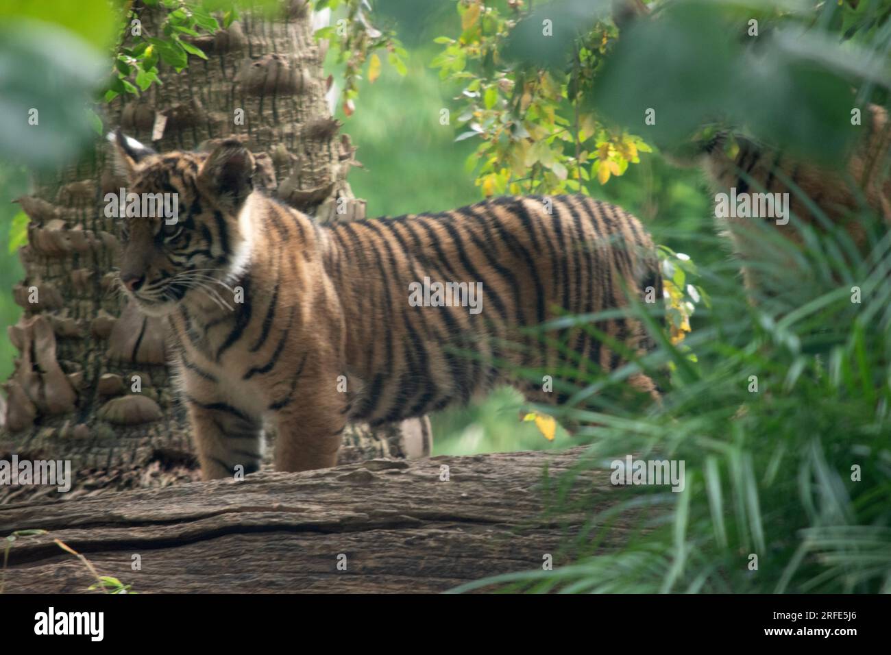 At four months of age tiger cubs are about the size of a medium-sized ...