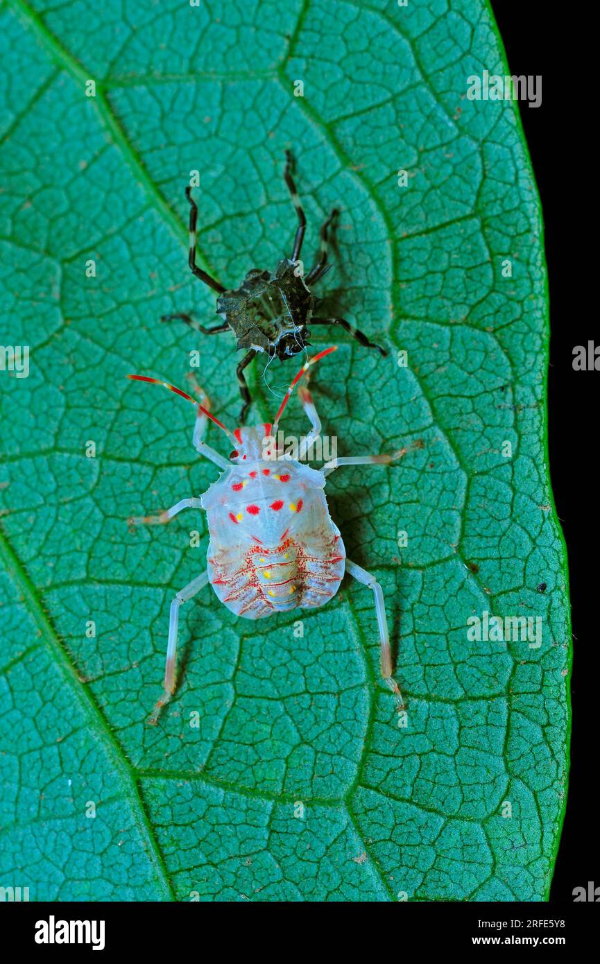 Insect gland hi-res stock photography and images - Alamy