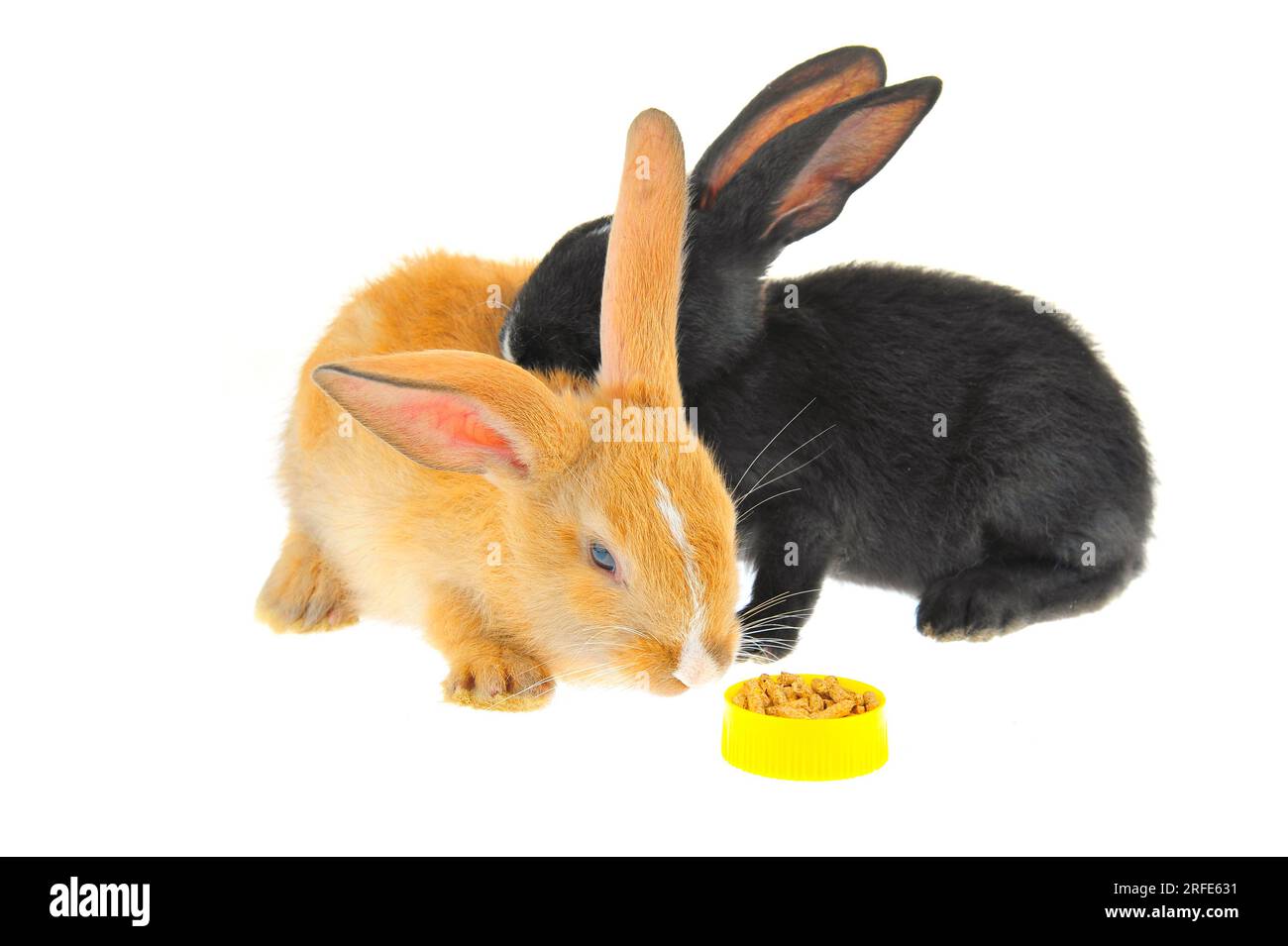 The rabbit in a white background Stock Photo - Alamy