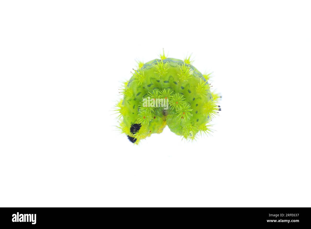 Moth larvae in the white background Stock Photo - Alamy