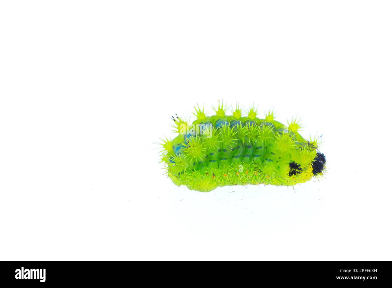 Moth larvae in the white background Stock Photo - Alamy