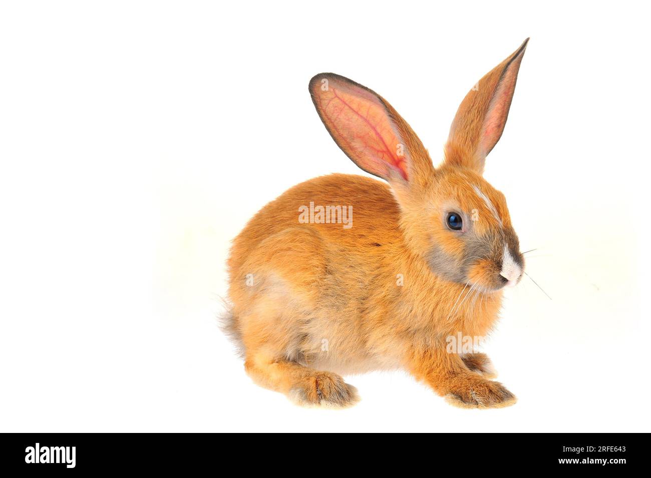 The rabbit in a white background Stock Photo - Alamy