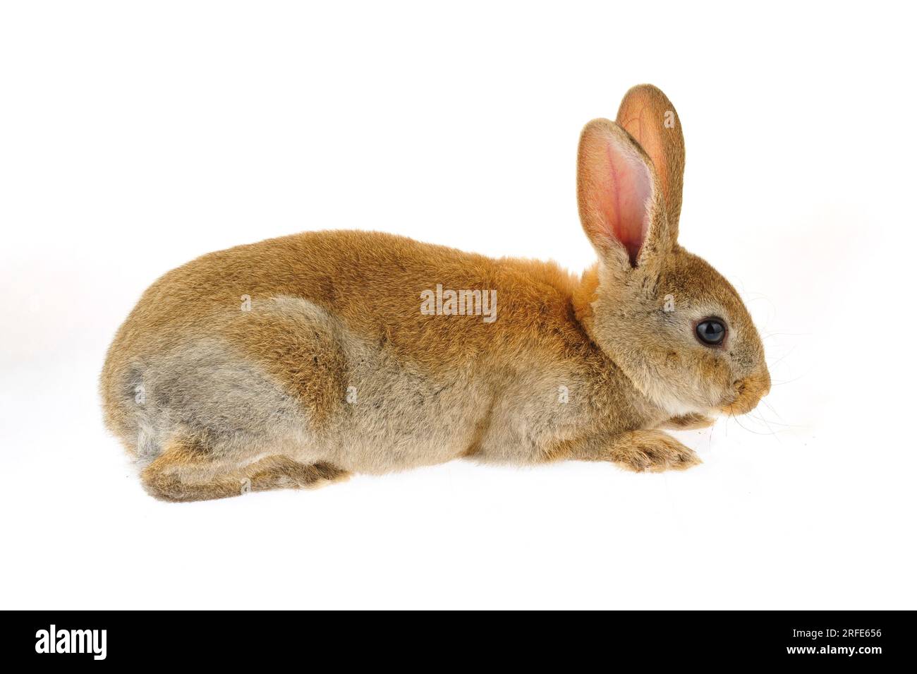 The rabbit in a white background Stock Photo - Alamy