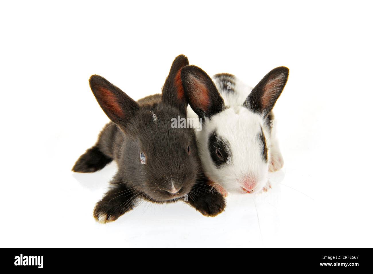 The rabbit in a white background Stock Photo - Alamy