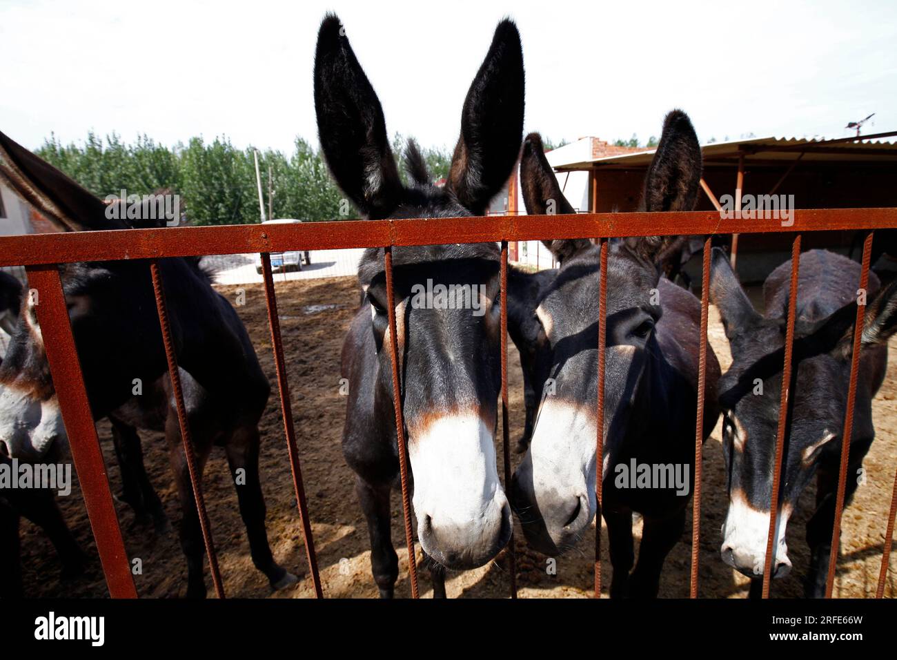 Donkey cheese hi-res stock photography and images - Alamy