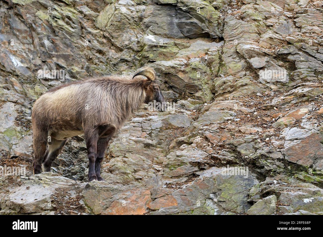 Himalayan Tahr standing on mountain cliff Stock Photo - Alamy