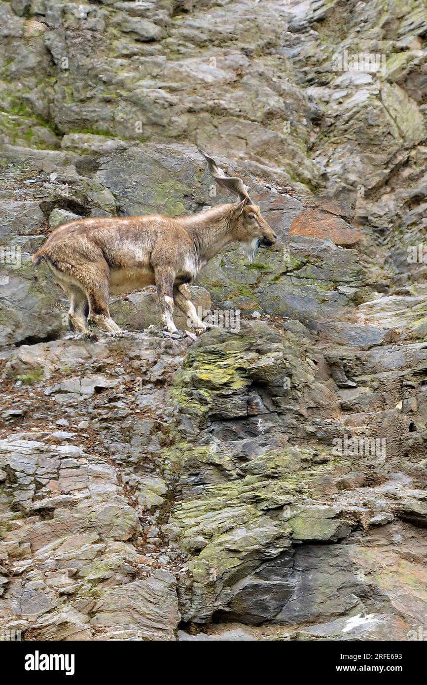Markhor standing on mountain cliff Stock Photo - Alamy