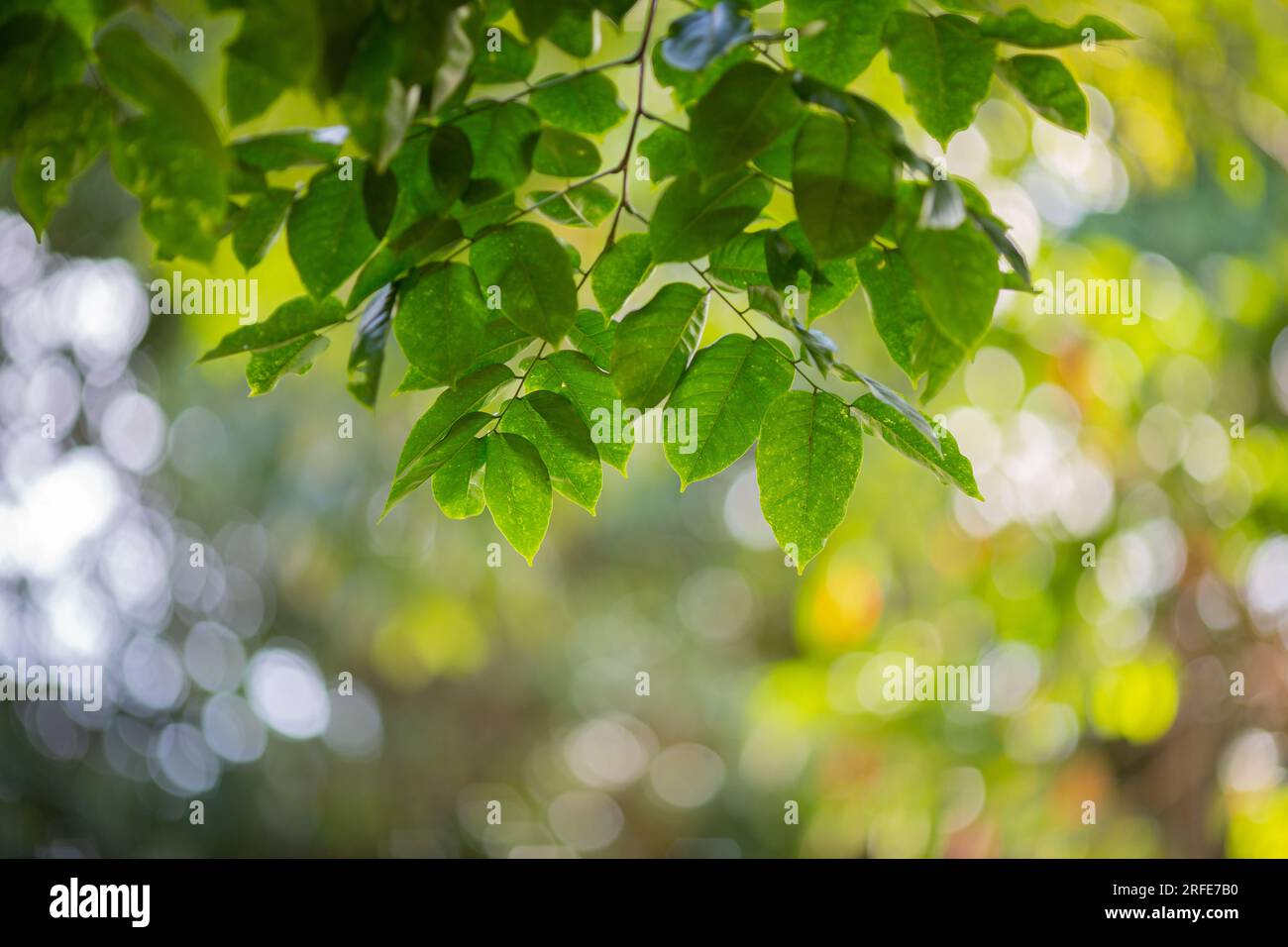 Nature Wallpaper Cover Photo