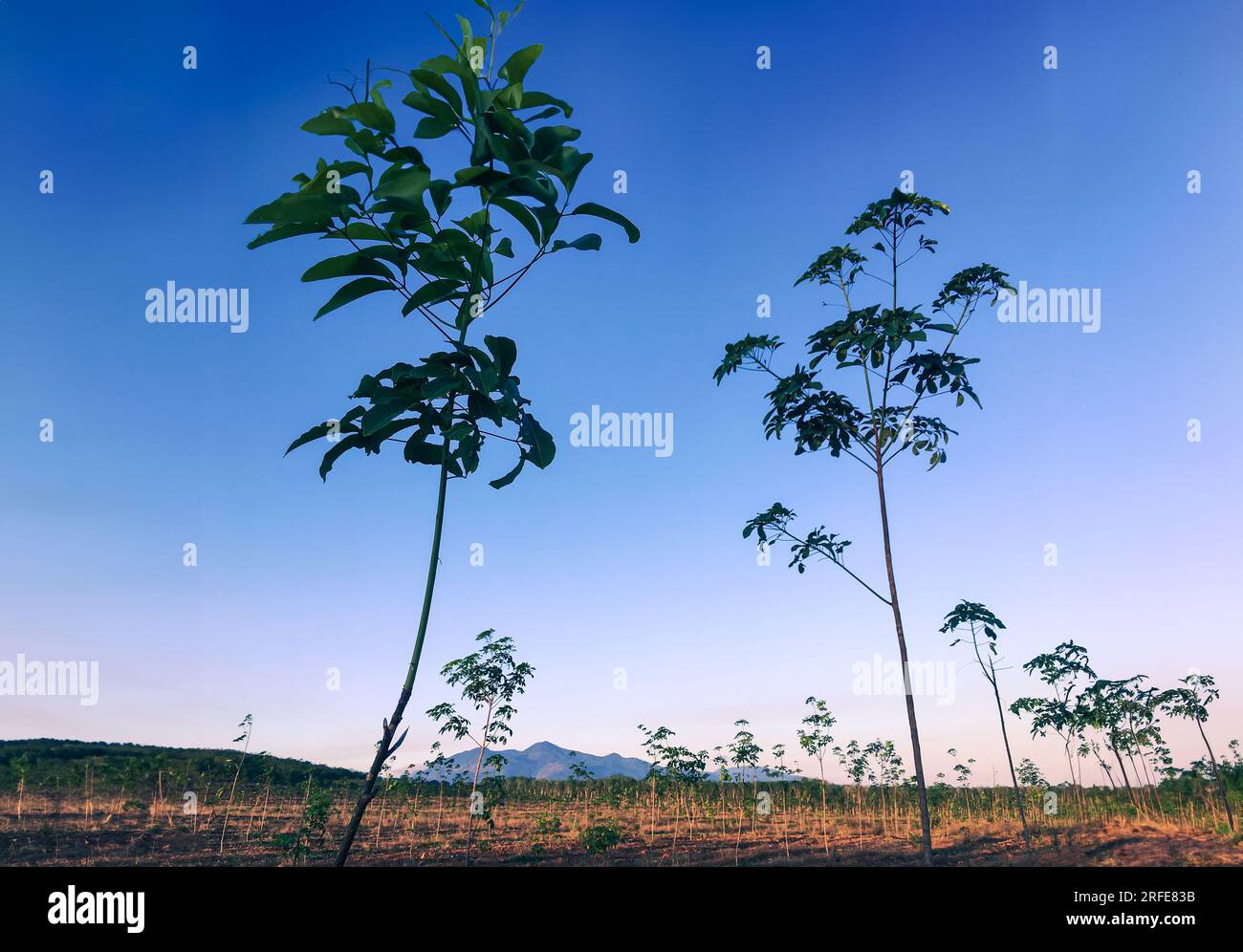 Rubber tree, latex rubber plantation and tree rubber in sky sunset ...
