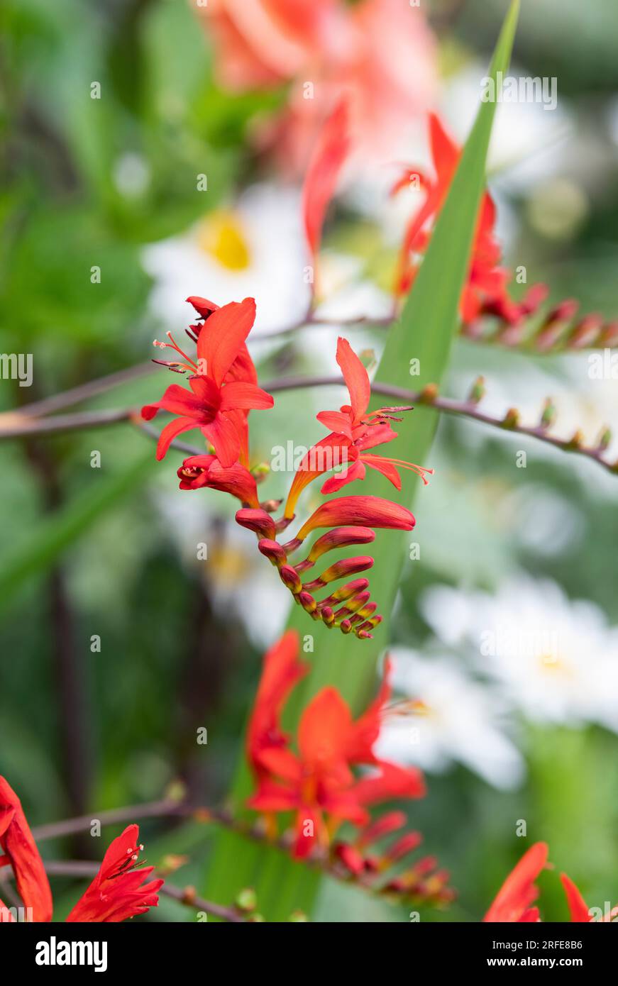 Crocosmia lucifer flowers in an english garden. UK Stock Photo - Alamy