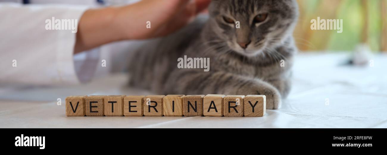 Veterinarian strokes cat on table of vet clinic, letters veterinary on ...