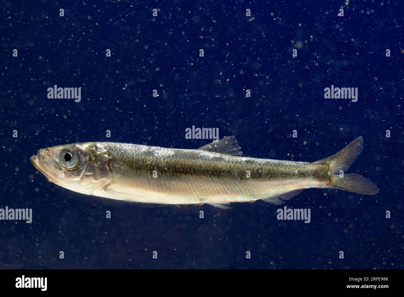 Herring close up photos Stock Photo - Alamy