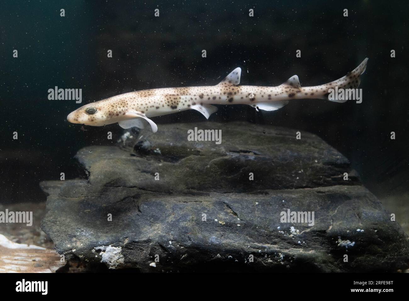 Bullhuss hi-res stock photography and images - Alamy