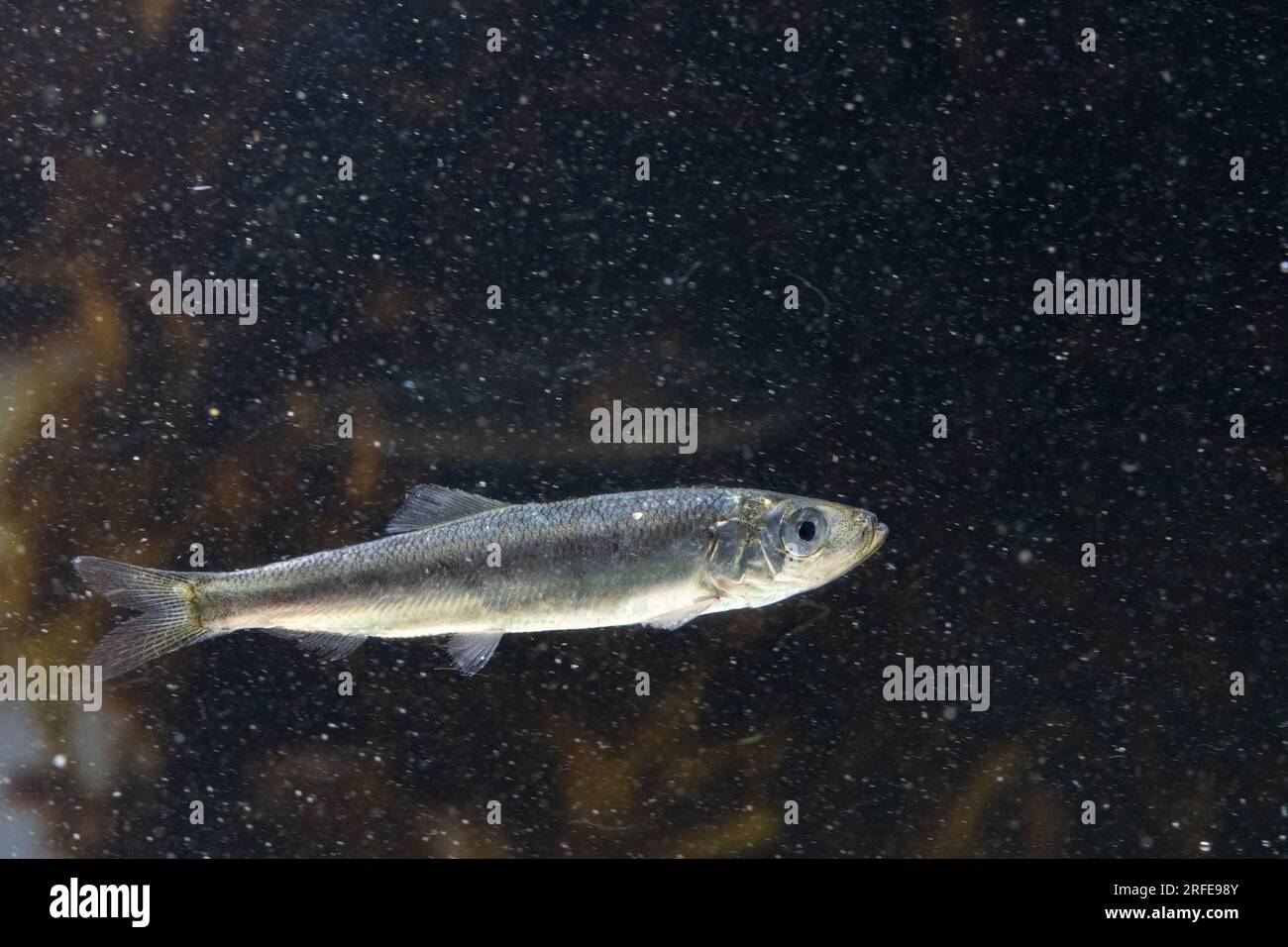Herring close up photos Stock Photo - Alamy