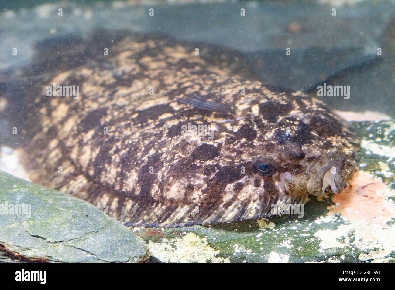 Topknot uk hi-res stock photography and images - Alamy