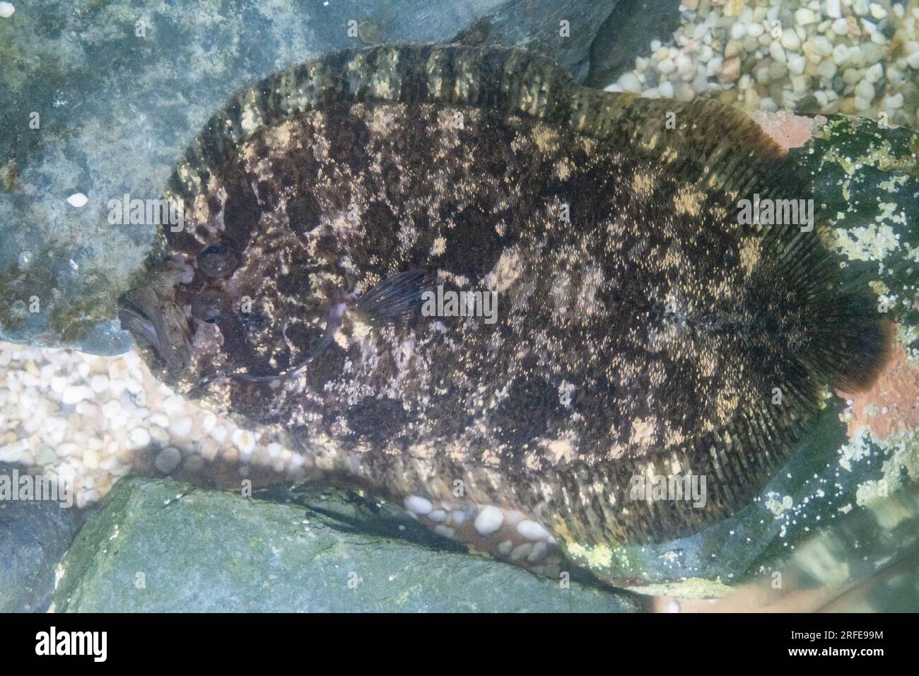 Topknot zeugopterus punctatus hi-res stock photography and images - Alamy