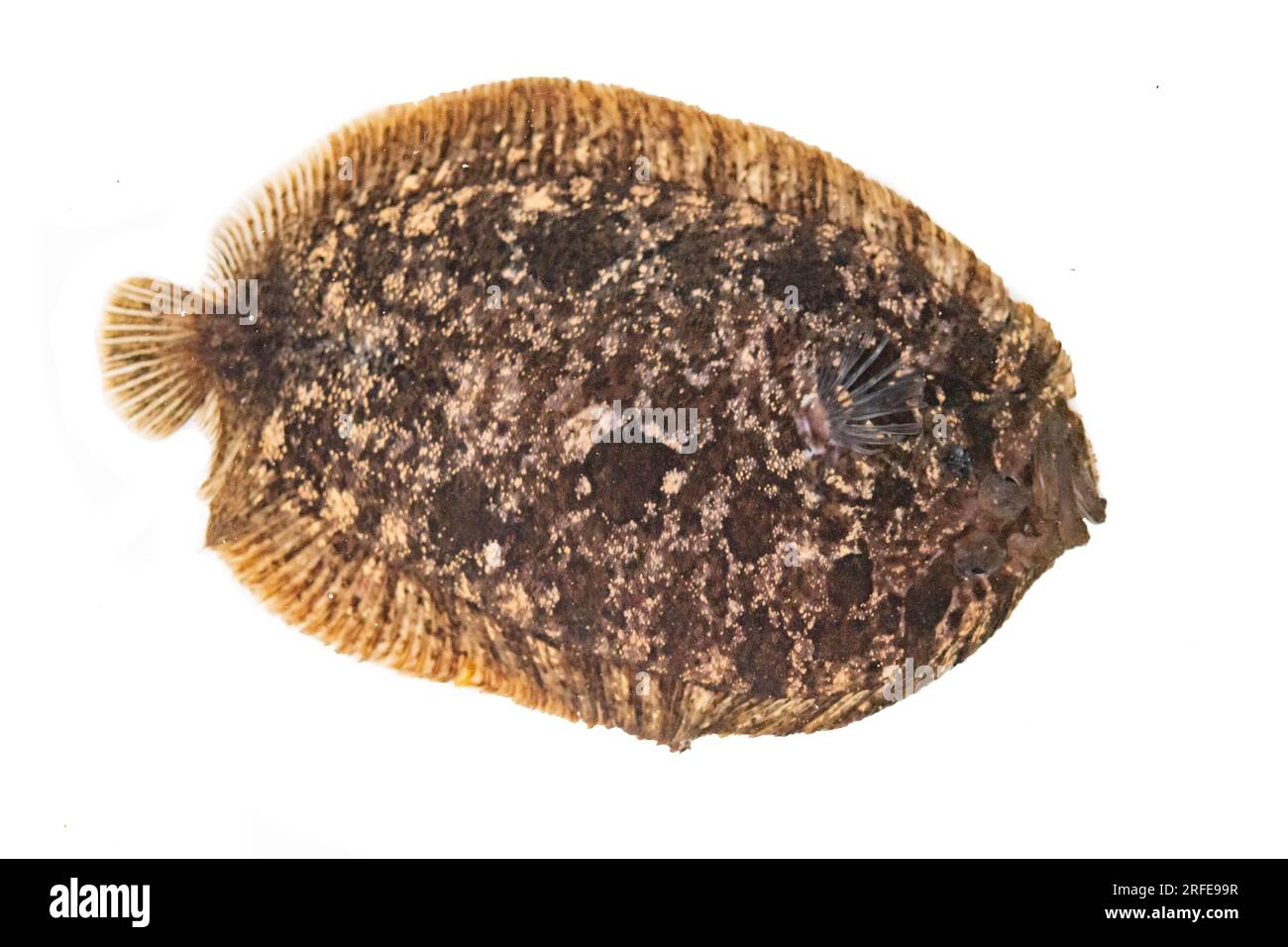 Topknot uk hi-res stock photography and images - Alamy