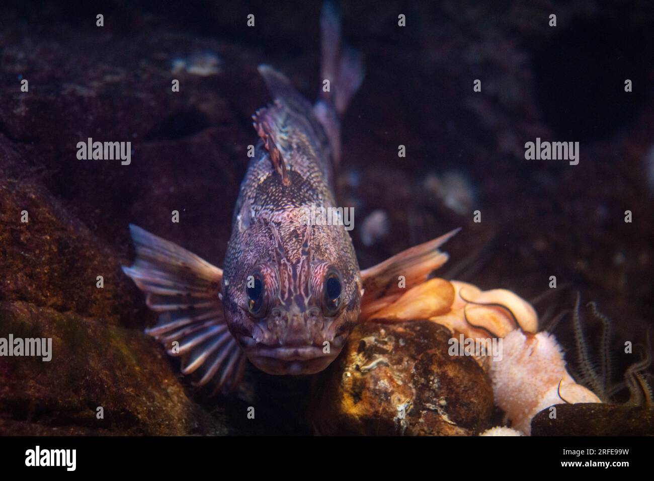 Bluemouth rockfish hi-res stock photography and images - Alamy