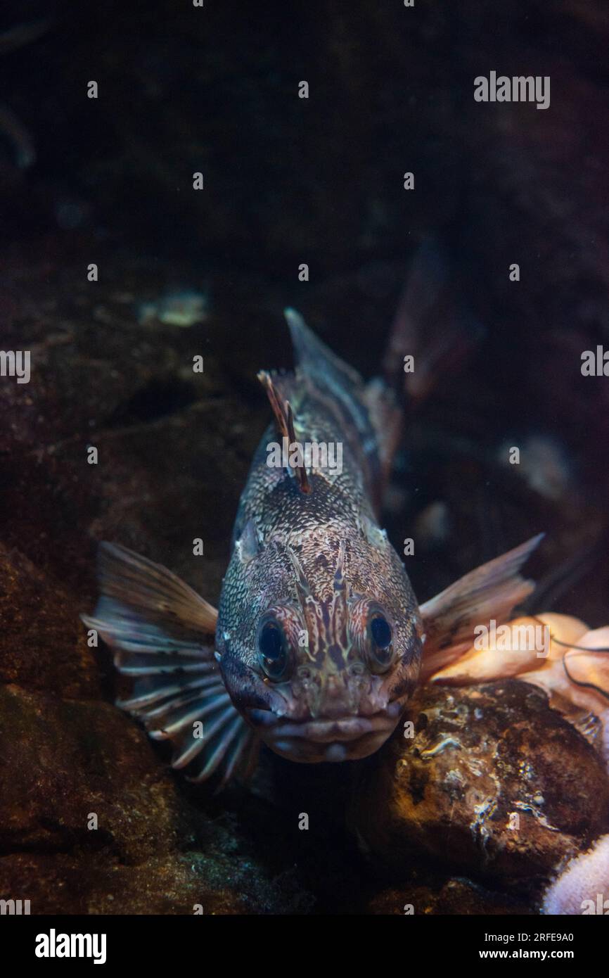bluemouth fish on rocks Stock Photo - Alamy