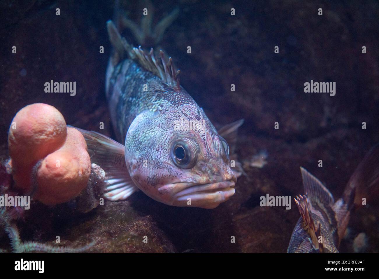 Bluemouth rockfish hi-res stock photography and images - Alamy