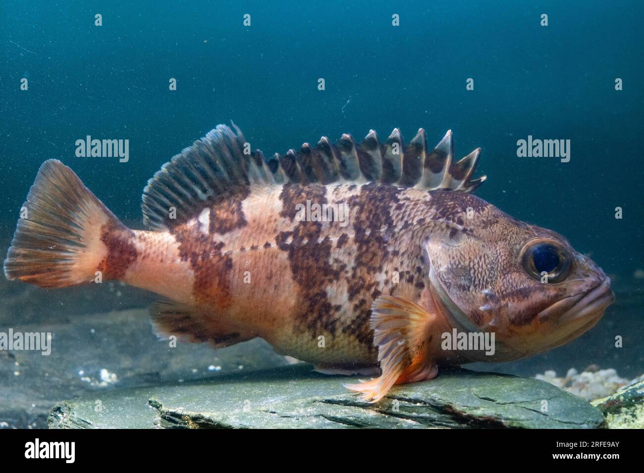 Bluemouth rockfish hi-res stock photography and images - Alamy