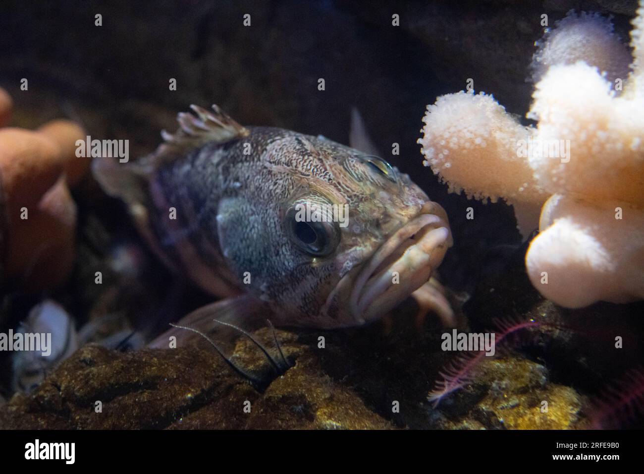 Bluemouth rockfish hi-res stock photography and images - Alamy