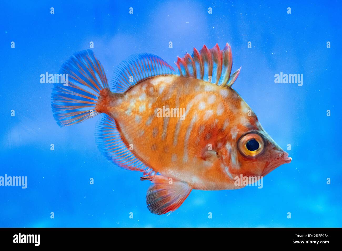 Capros asper hi-res stock photography and images - Alamy
