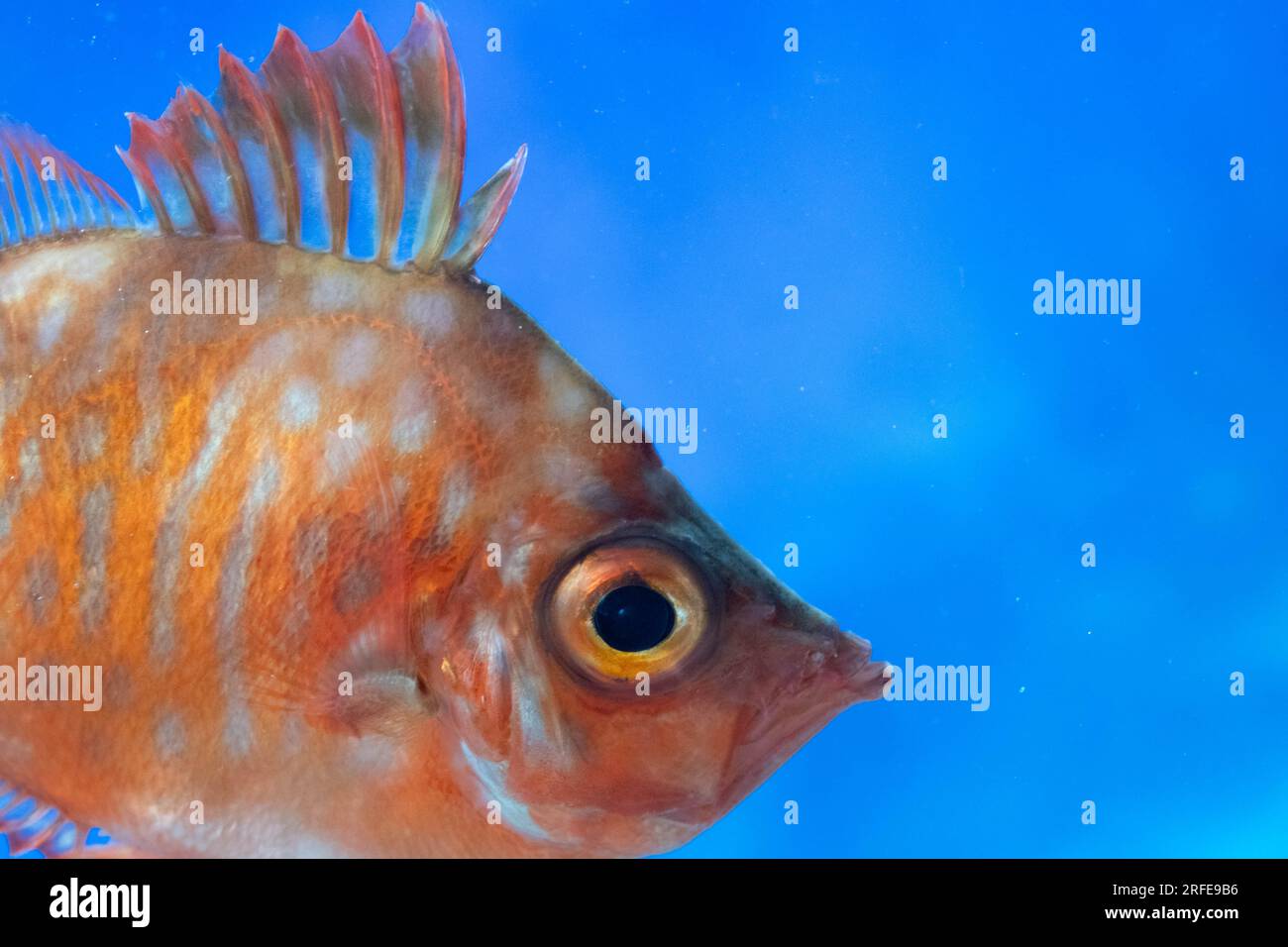 Capros asper hi-res stock photography and images - Alamy