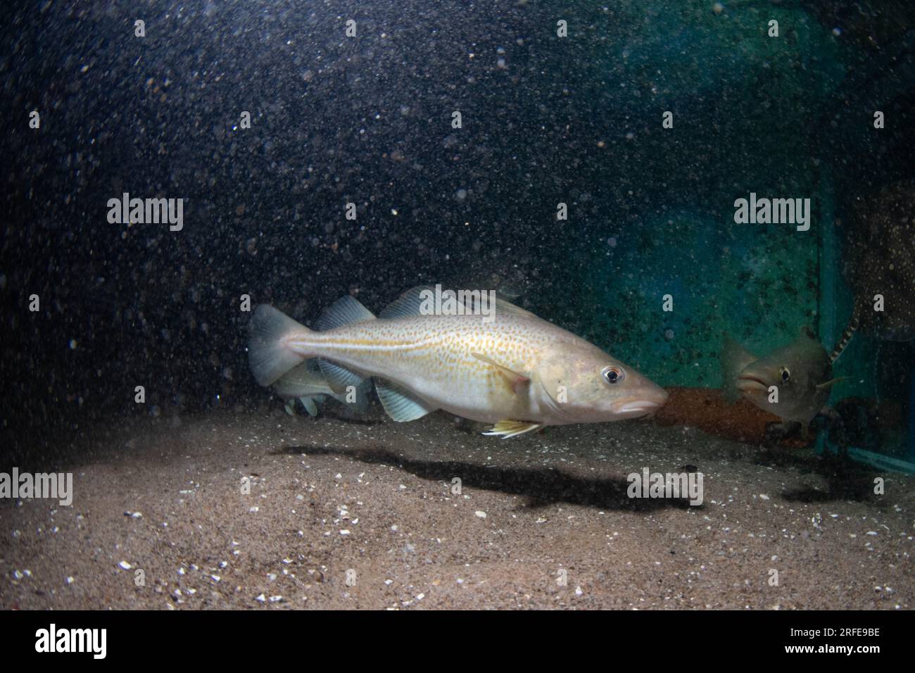 cod swimming with fish Stock Photo - Alamy
