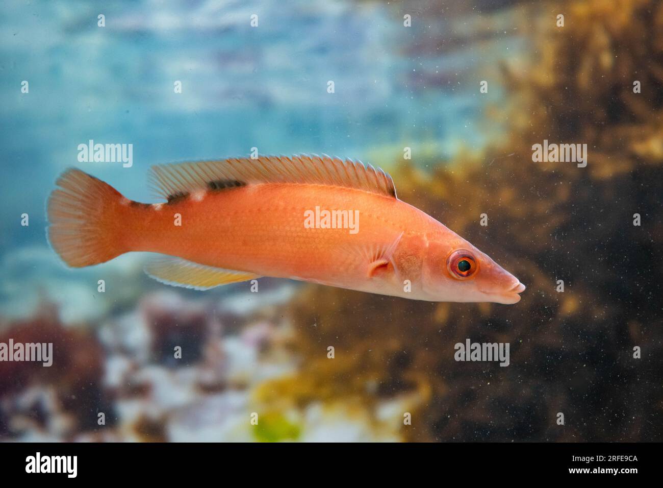 Female wrasse hi-res stock photography and images - Alamy