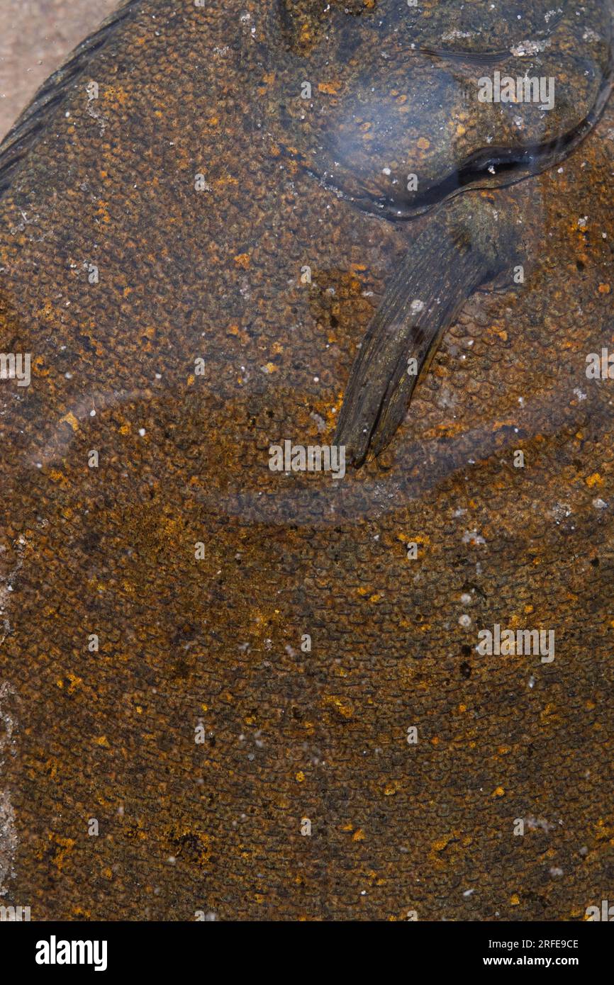 Dab fish hi-res stock photography and images - Alamy