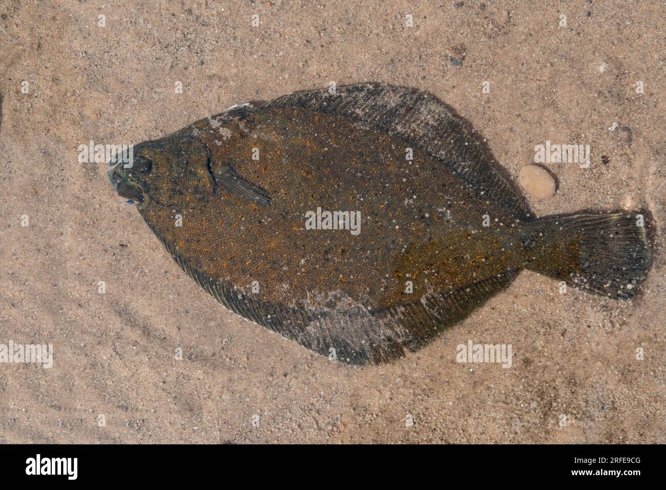 Dab fish hi-res stock photography and images - Alamy